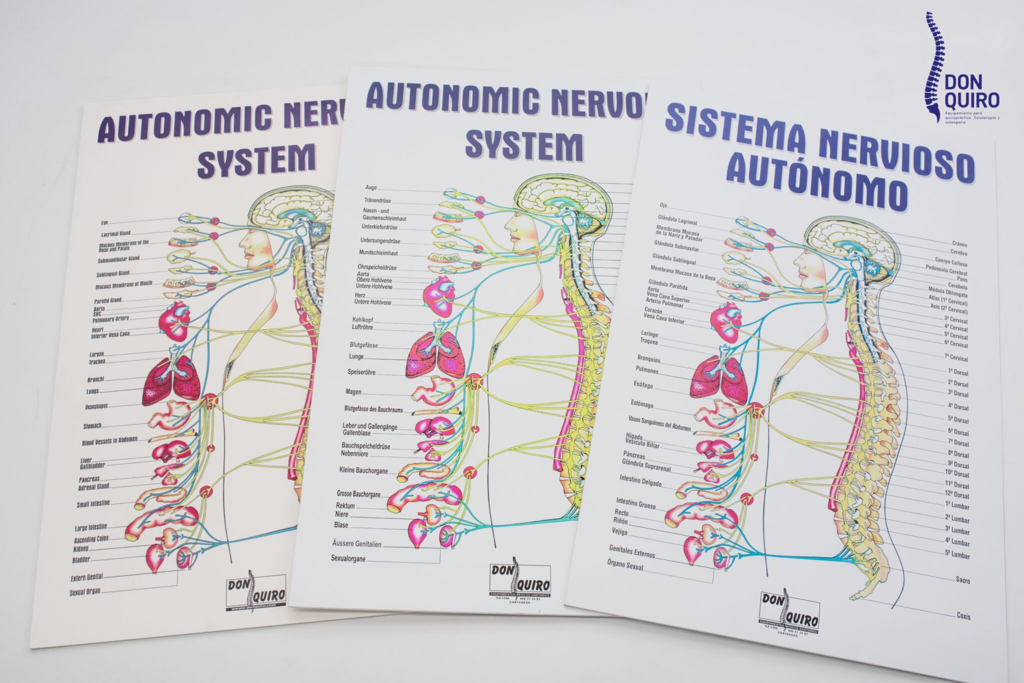 Adhesive print of the autonomic nervous system | Don Quiro